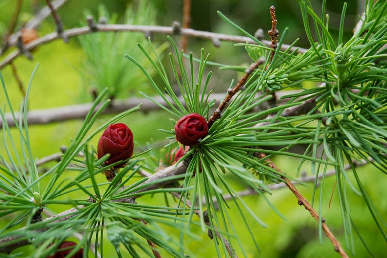 Larix laricina (American Larch)
